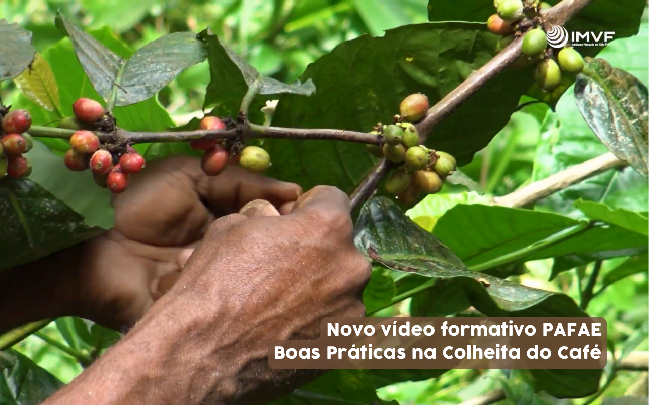 PAFAE divulga novo vídeo formativo sobre boas práticas na colheita do ...