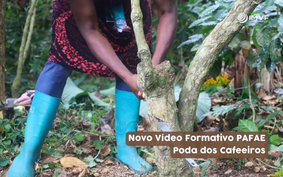 Novo vídeo formativo PAFAE: a importância da Poda dos Cafeeiros para ...